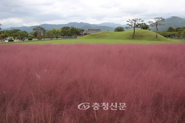 명암저수지 주변 핑크뮬리 로드 조성